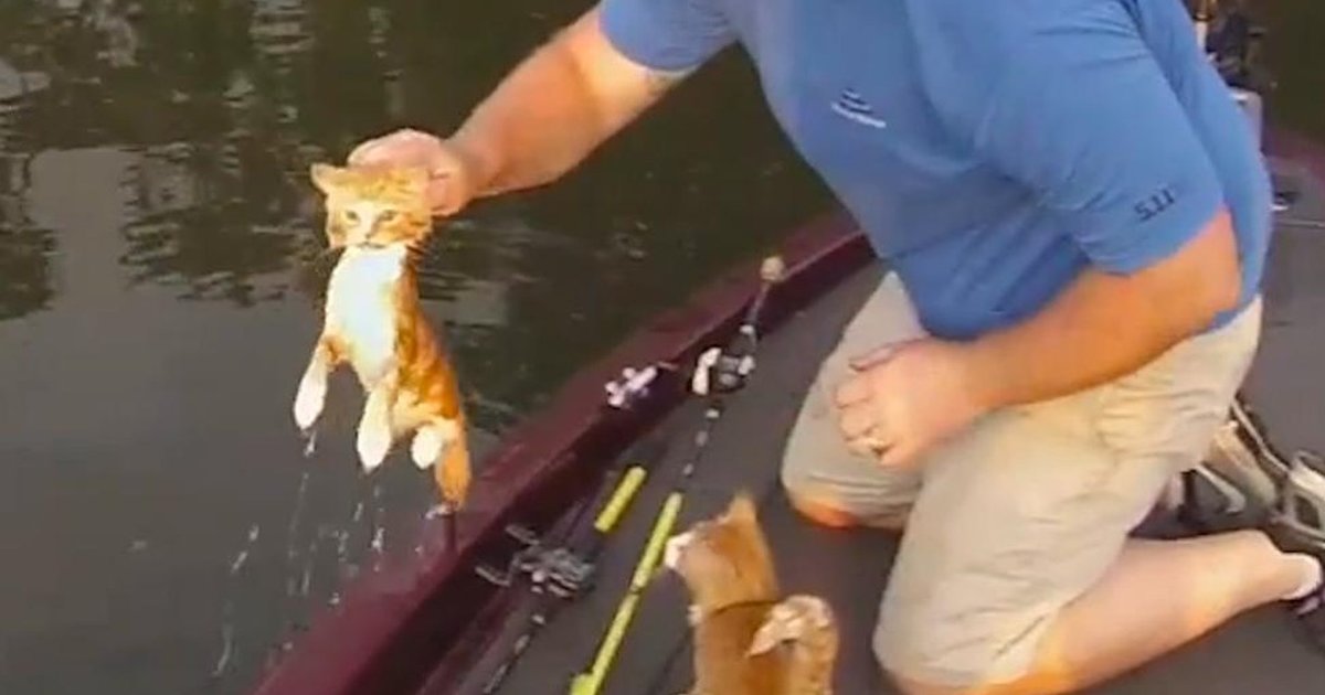 Man Was Fishing When Kittens Came Swimming Right Up To His Boat - The Dodo