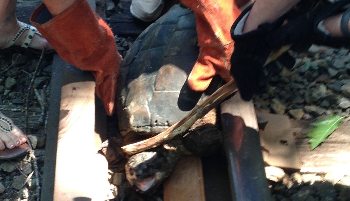 Turtle Trapped On Train Tracks Rescued In The Nick Of Time - The Dodo