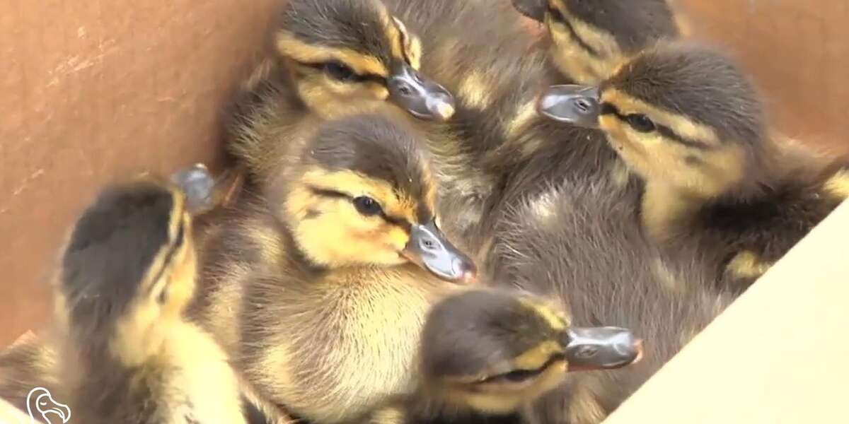 WATCH: Saving Ducklings From Sewers - The Dodo