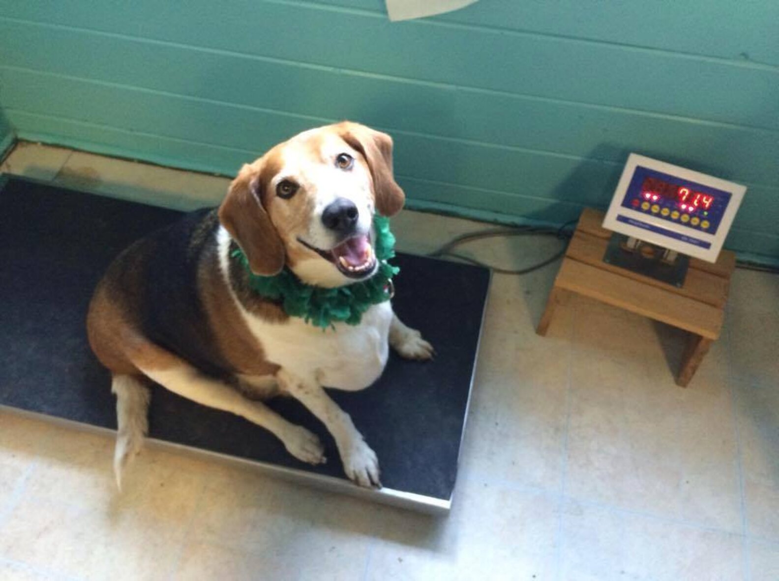 Obese Beagle Drops 20 Pounds, Gets His Groove Back - The Dodo