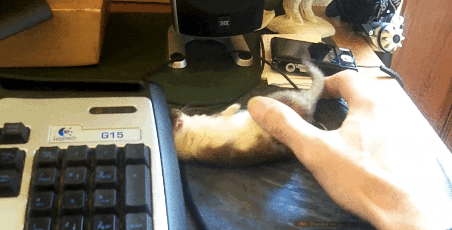 Rescue Weasel Thinks His Friend Should Stop Working And Play With Him ...
