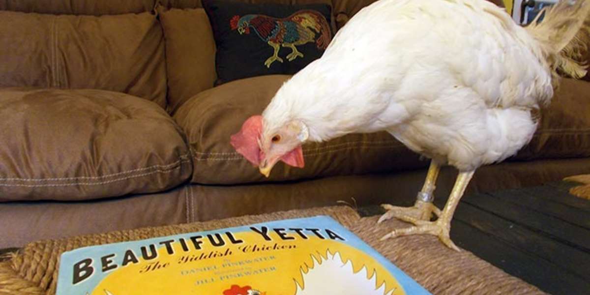 Miss Earth Angel – Our Wonderful Hen - The Dodo