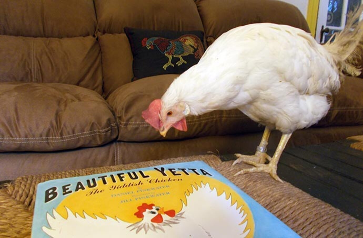 Miss Earth Angel – Our Wonderful Hen - The Dodo