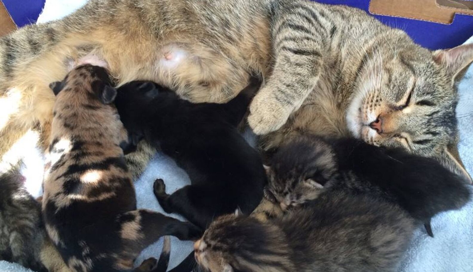 Cat Saves Puppies' Lives ... By Becoming Their Mother - The Dodo