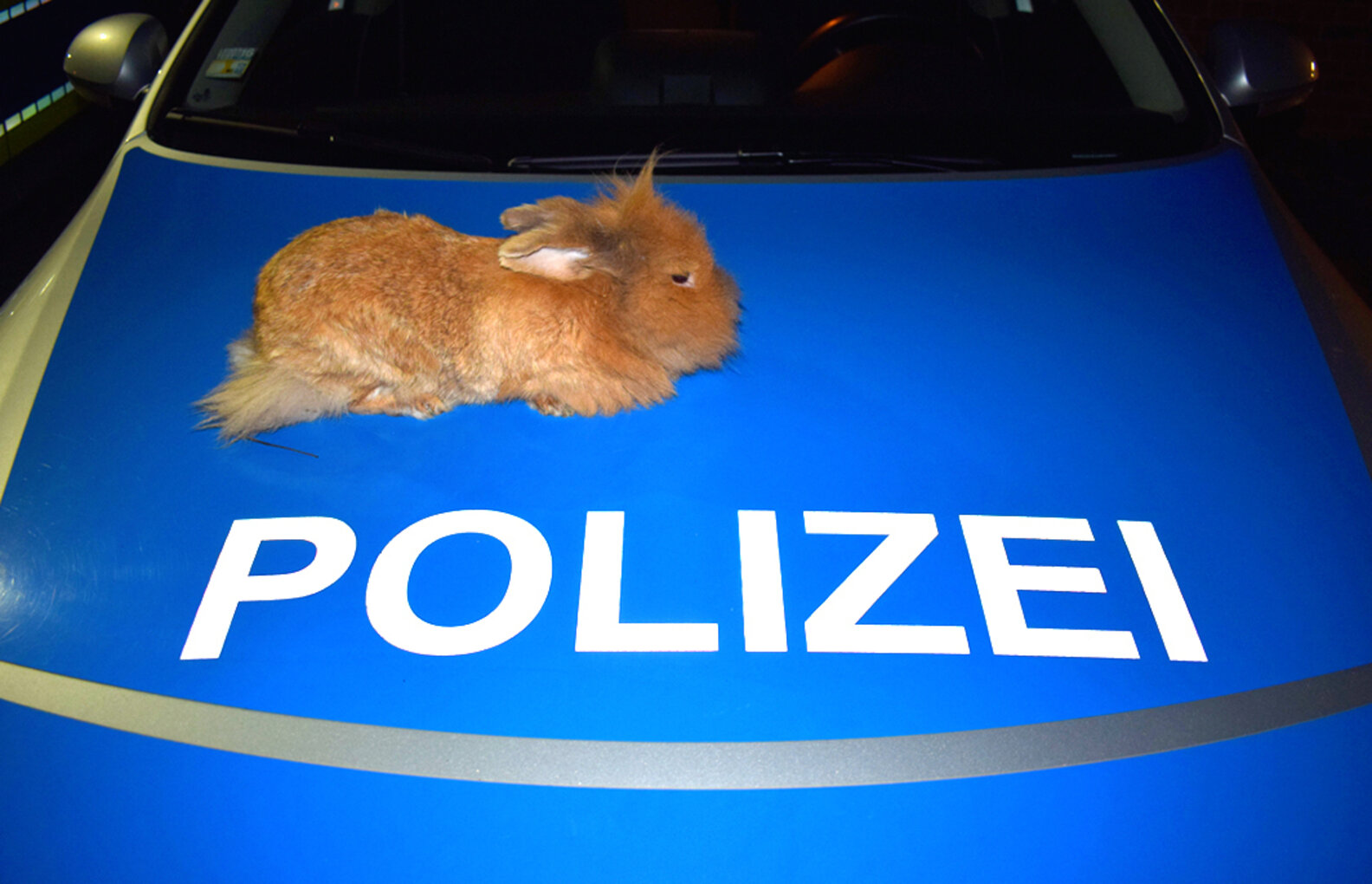 Cops Do The Nicest Thing For Bunny Lost In The Cold - The Dodo