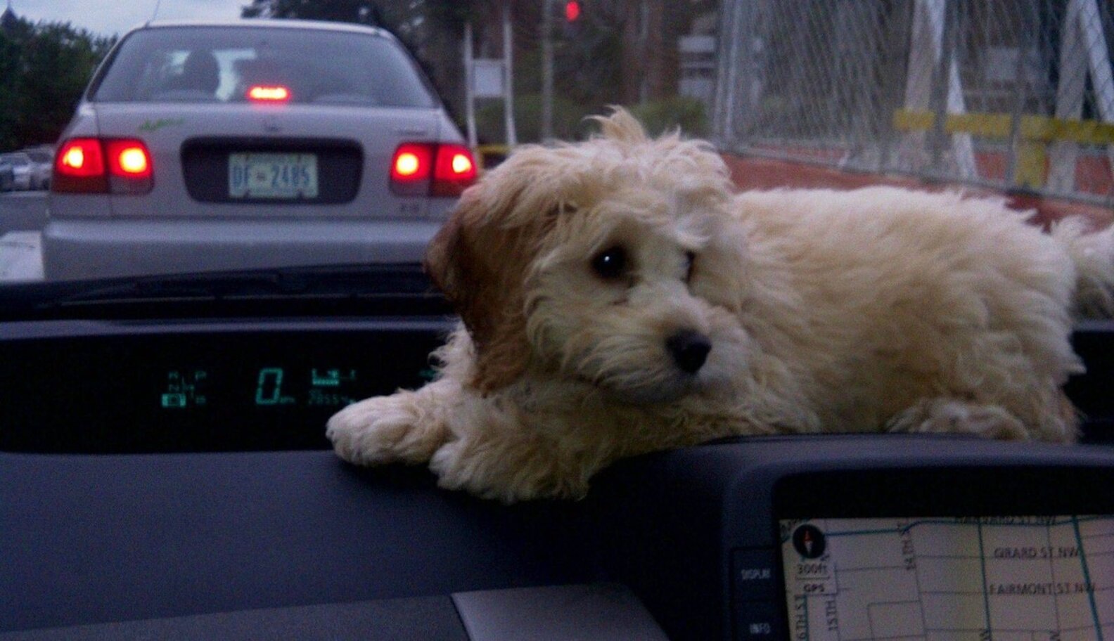 Dogs Who Want To Know ARE WE THERE YET - The Dodo