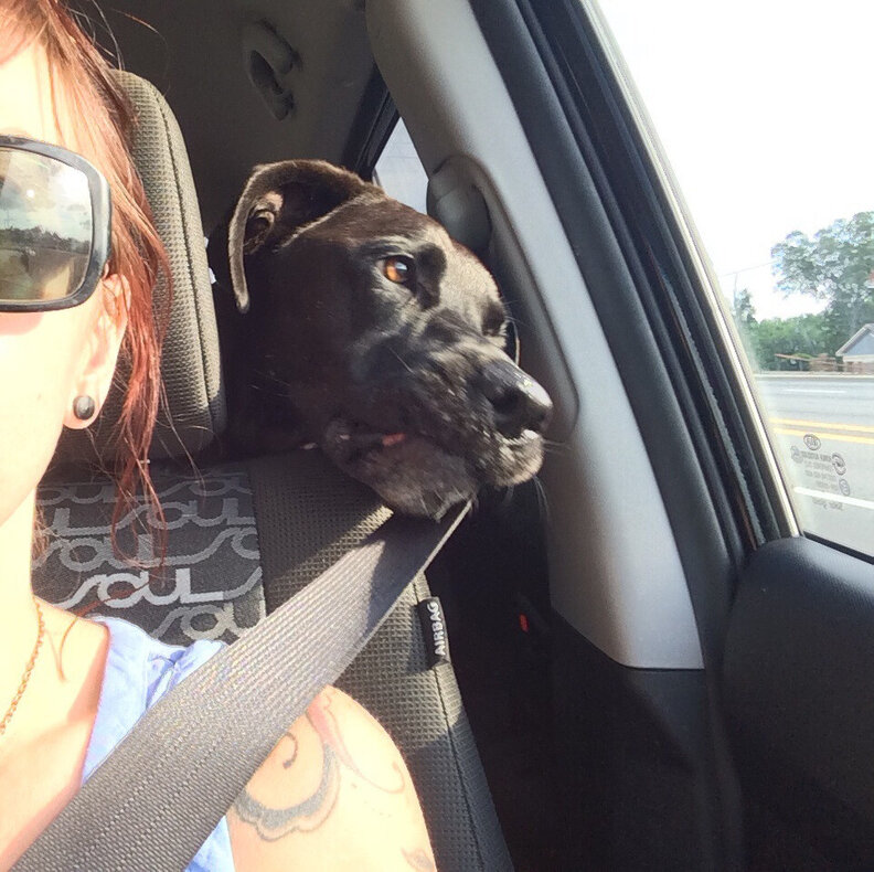 Dogs Who Want To Know ARE WE THERE YET - The Dodo