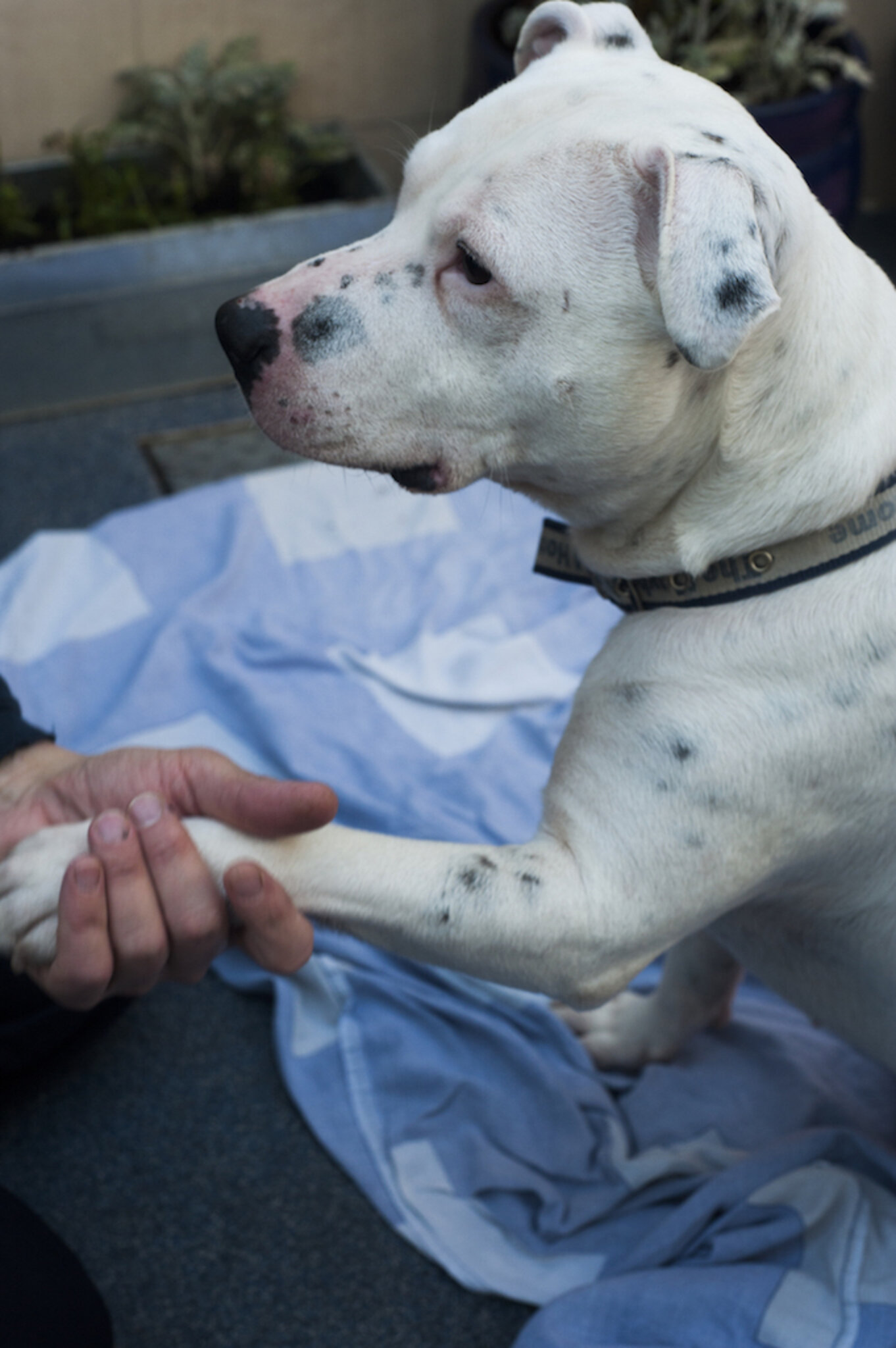 Deaf Dog Learns Sign Language While Waiting For Someone To Love Him ...