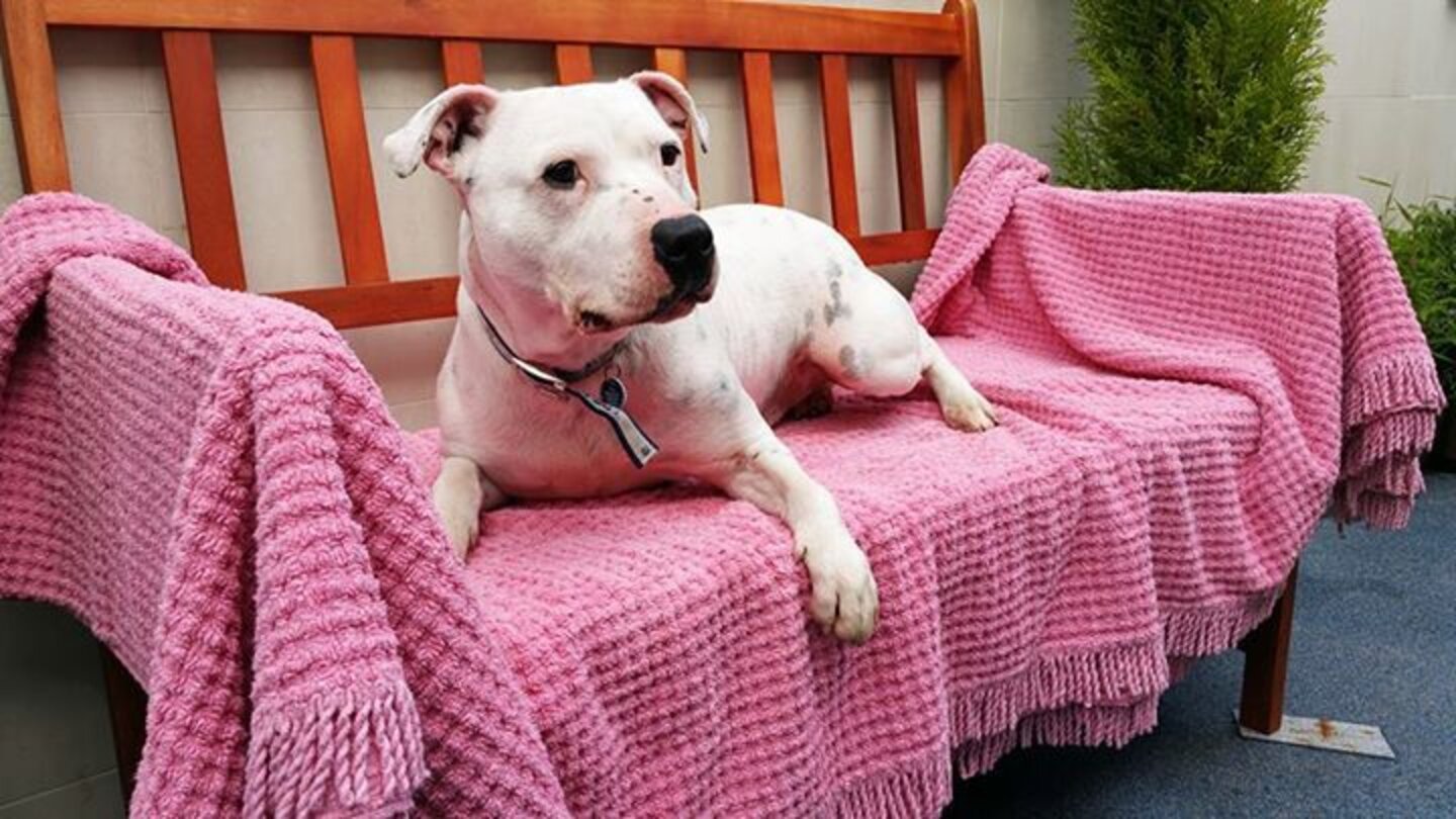 Deaf Dog Learns Sign Language While Waiting For Someone To Love Him ...