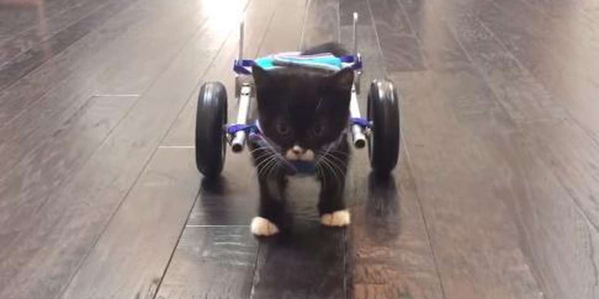 'Miracle' Kitten Is Unstoppable In His New Tiny Wheelchair - The Dodo