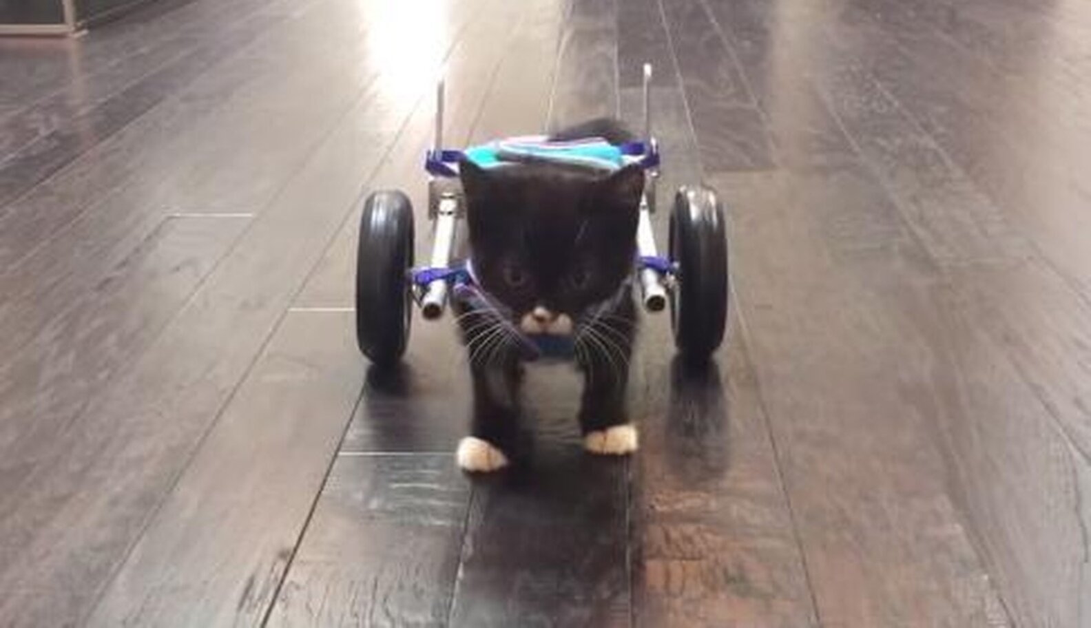 'Miracle' Kitten Is Unstoppable In His New Tiny Wheelchair - The Dodo