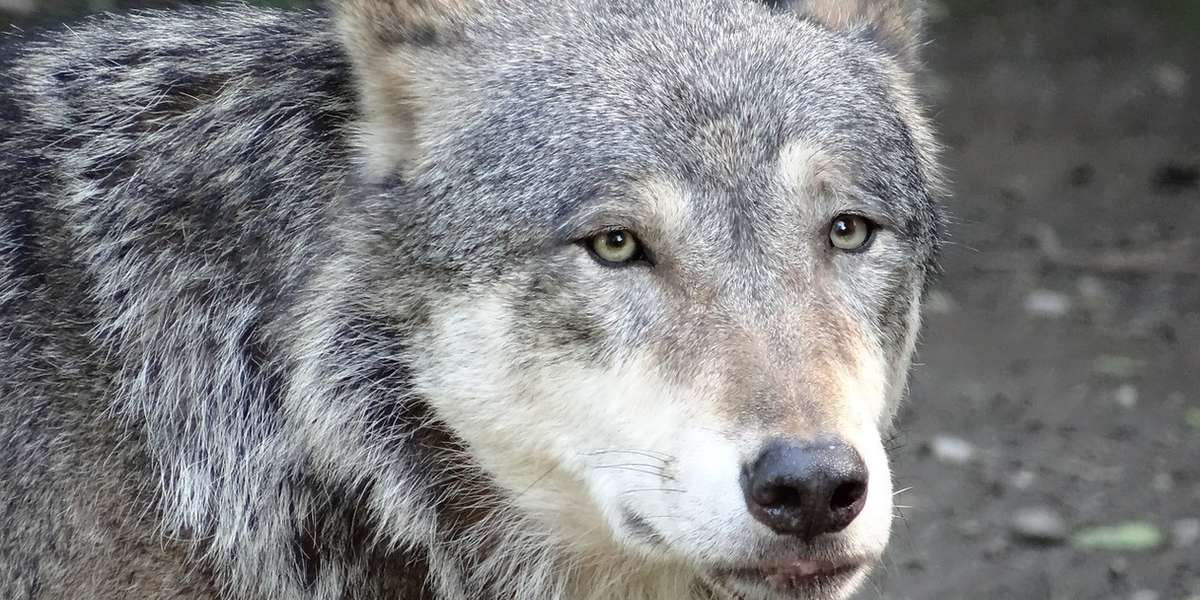 Wolves Rely On Some Stinky Activities For Survival - The Dodo