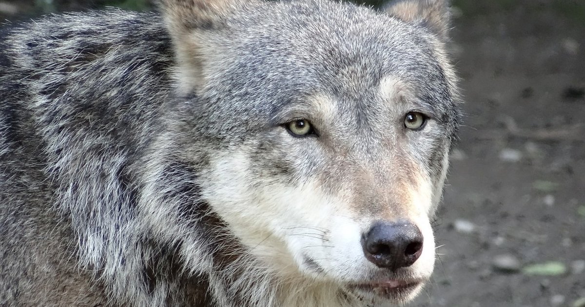 Wolves Rely On Some Stinky Activities For Survival - The Dodo