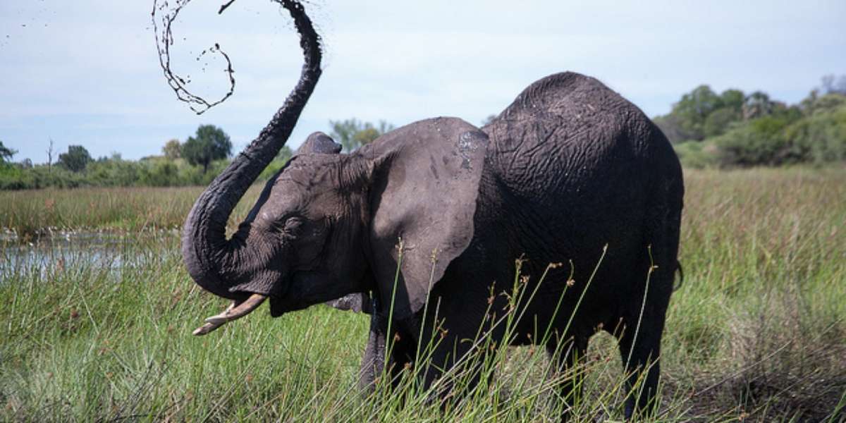 Ivory Sales Finally Getting More Illegal In The U.S. - The Dodo