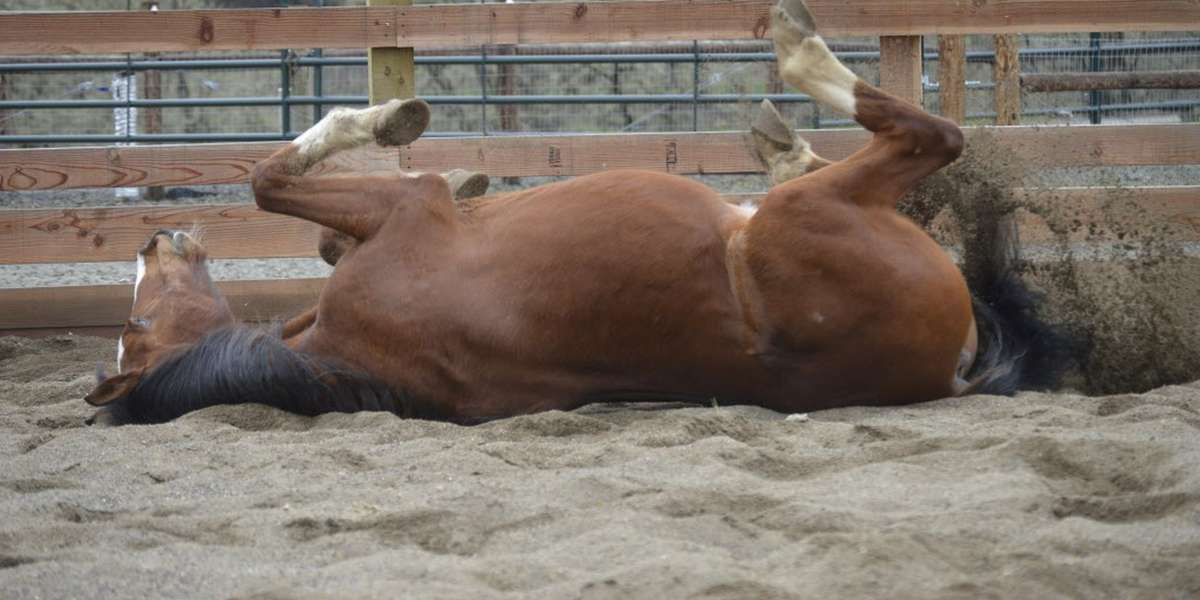 Horses Rescued From Slaughter Gleefully Roll And Play - The Dodo