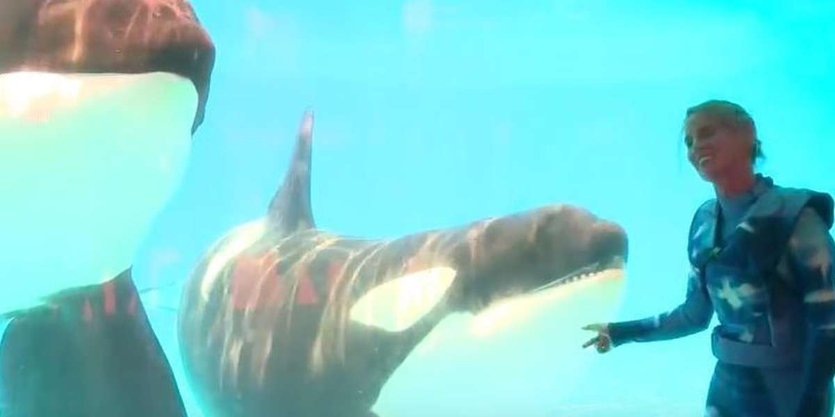 Sorry, SeaWorld. Floating Orcas AREN'T Normal. - The Dodo