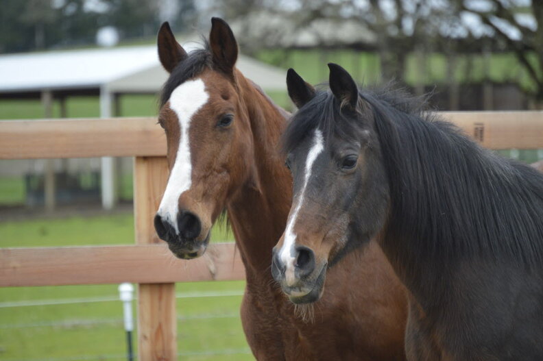 Horses Rescued From Slaughter Gleefully Roll And Play - The Dodo