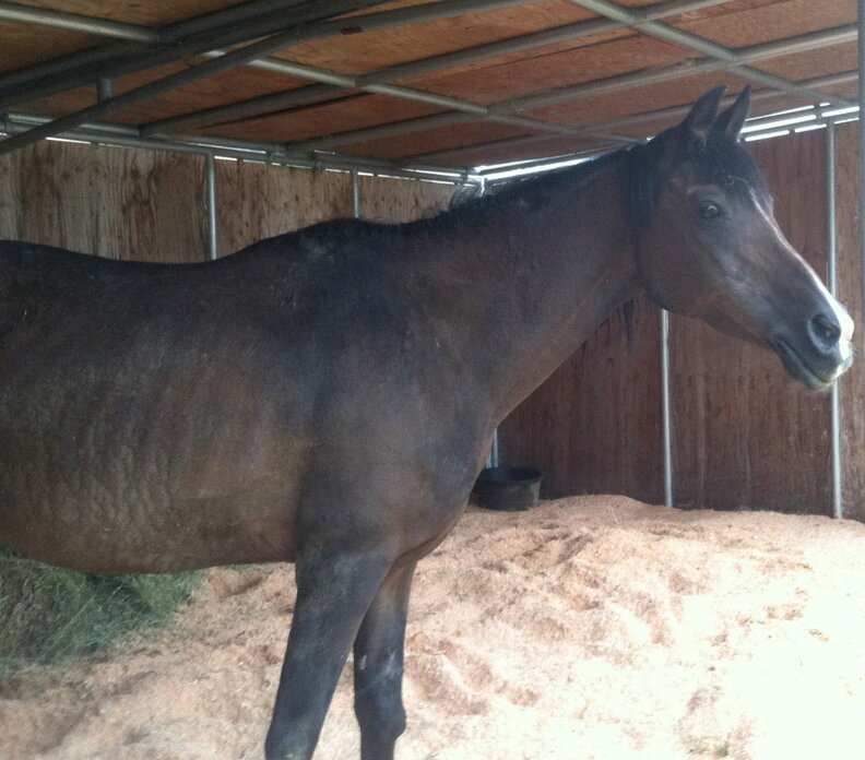 Horses Rescued From Slaughter Gleefully Roll And Play - The Dodo