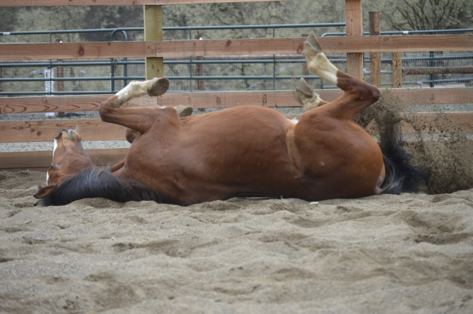 Horses Rescued From Slaughter Gleefully Roll And Play - The Dodo