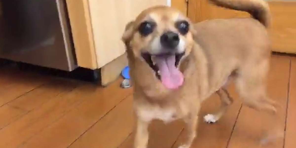 Office Dog Goes Back To Work After The Holiday Break - The Dodo