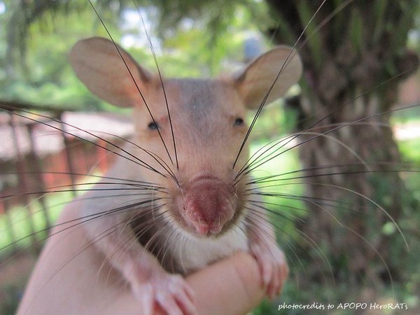 My column on the coolest of aid innovations: The Giant Rats That Save ...
