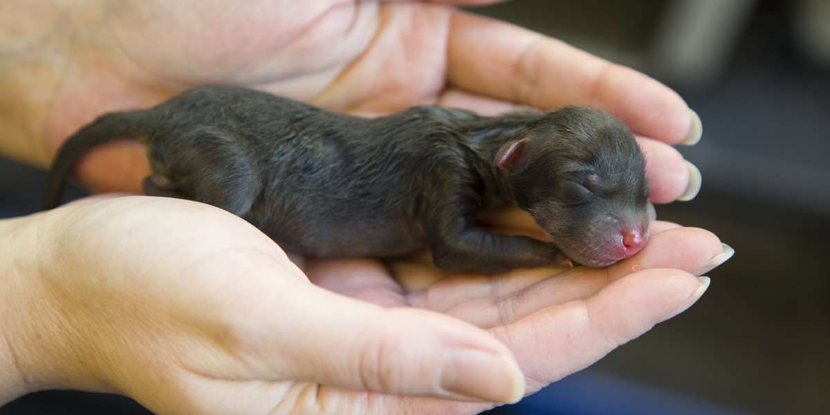 Fox Cubs Make A Dramatic And Heart-Warming Entrance Into World - The Dodo