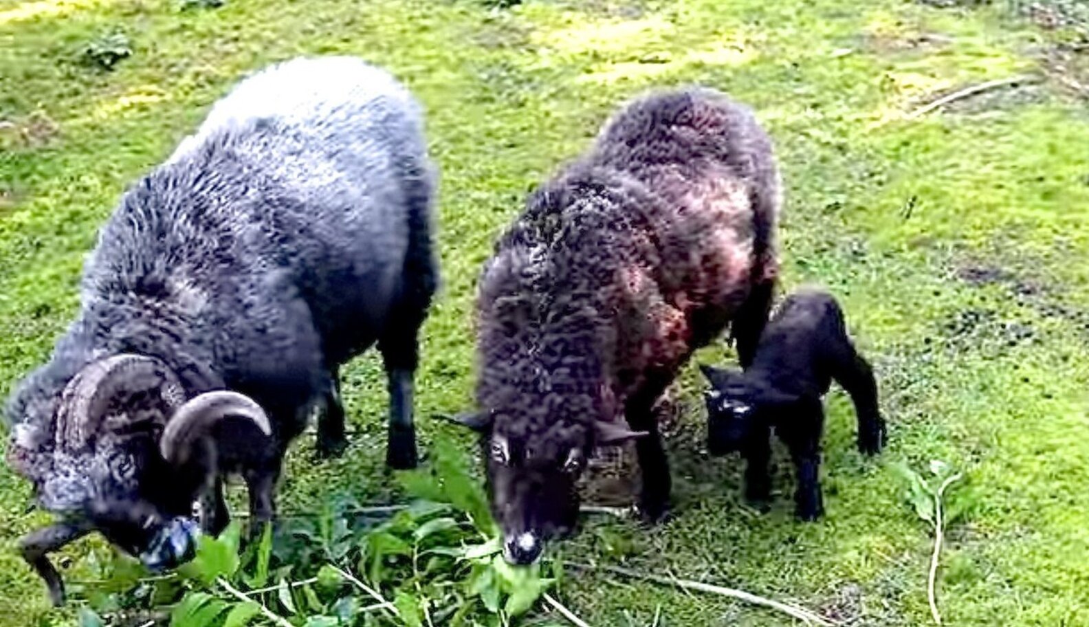 Watch This Proud New Zealand Ram Show Off His Newborn Son - The Dodo