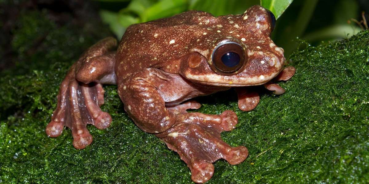 Last Frog Of His Kind Dies Alone - The Dodo