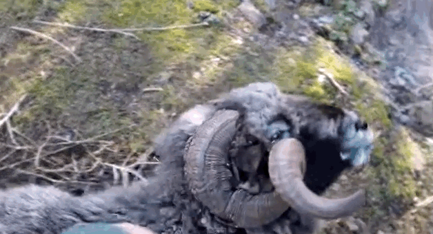 Watch This Proud New Zealand Ram Show Off His Newborn Son - The Dodo