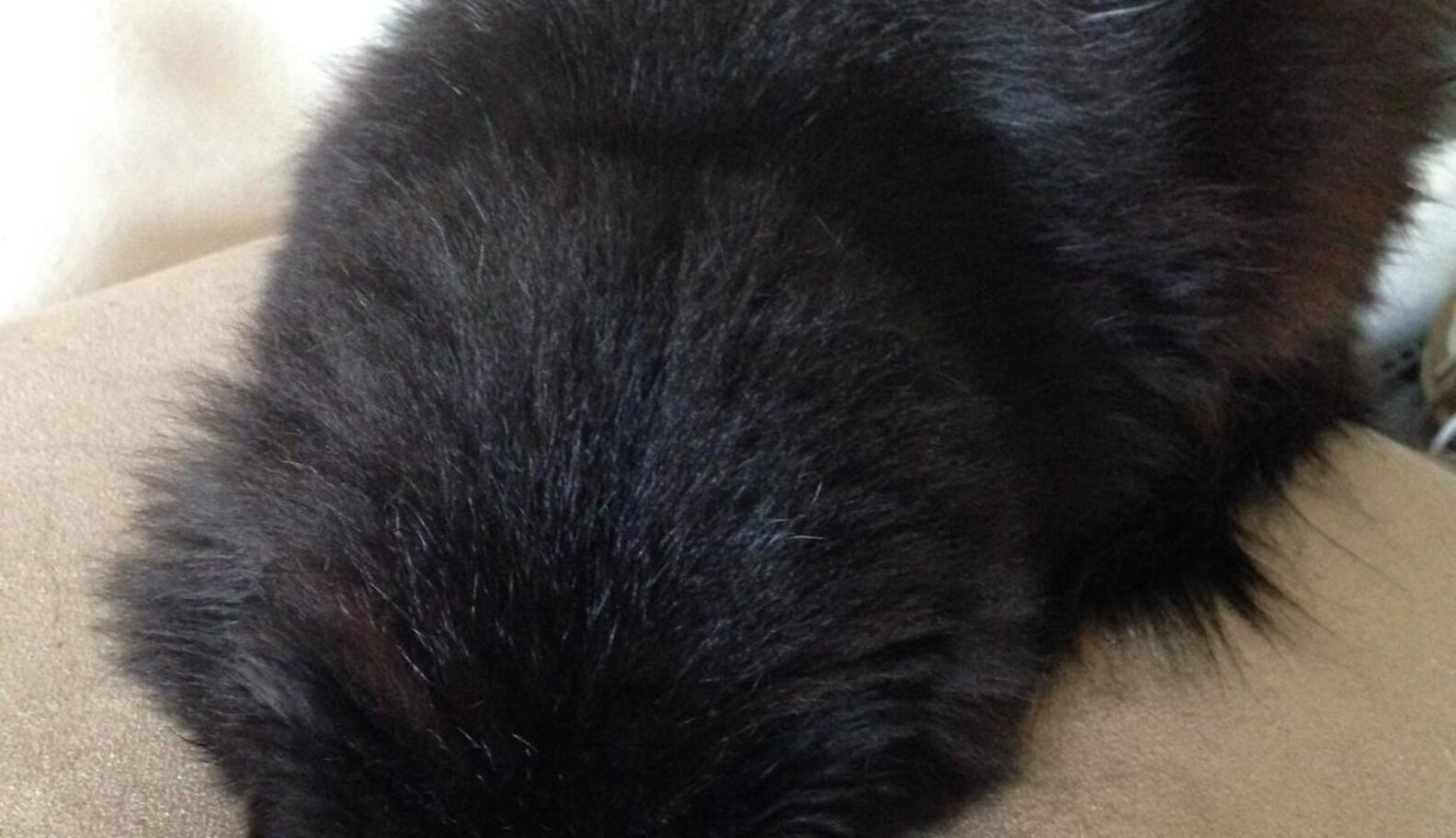 11 Very Important Cat Loaves - The Dodo