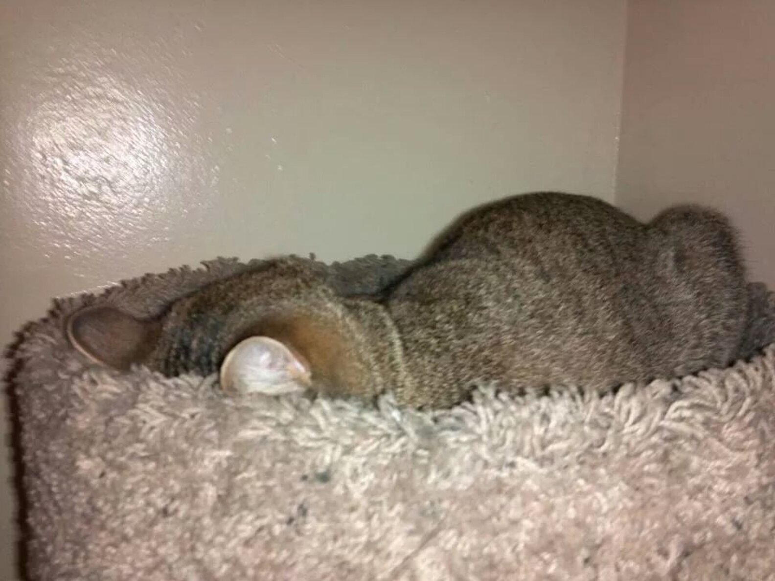 11 Very Important Cat Loaves - The Dodo