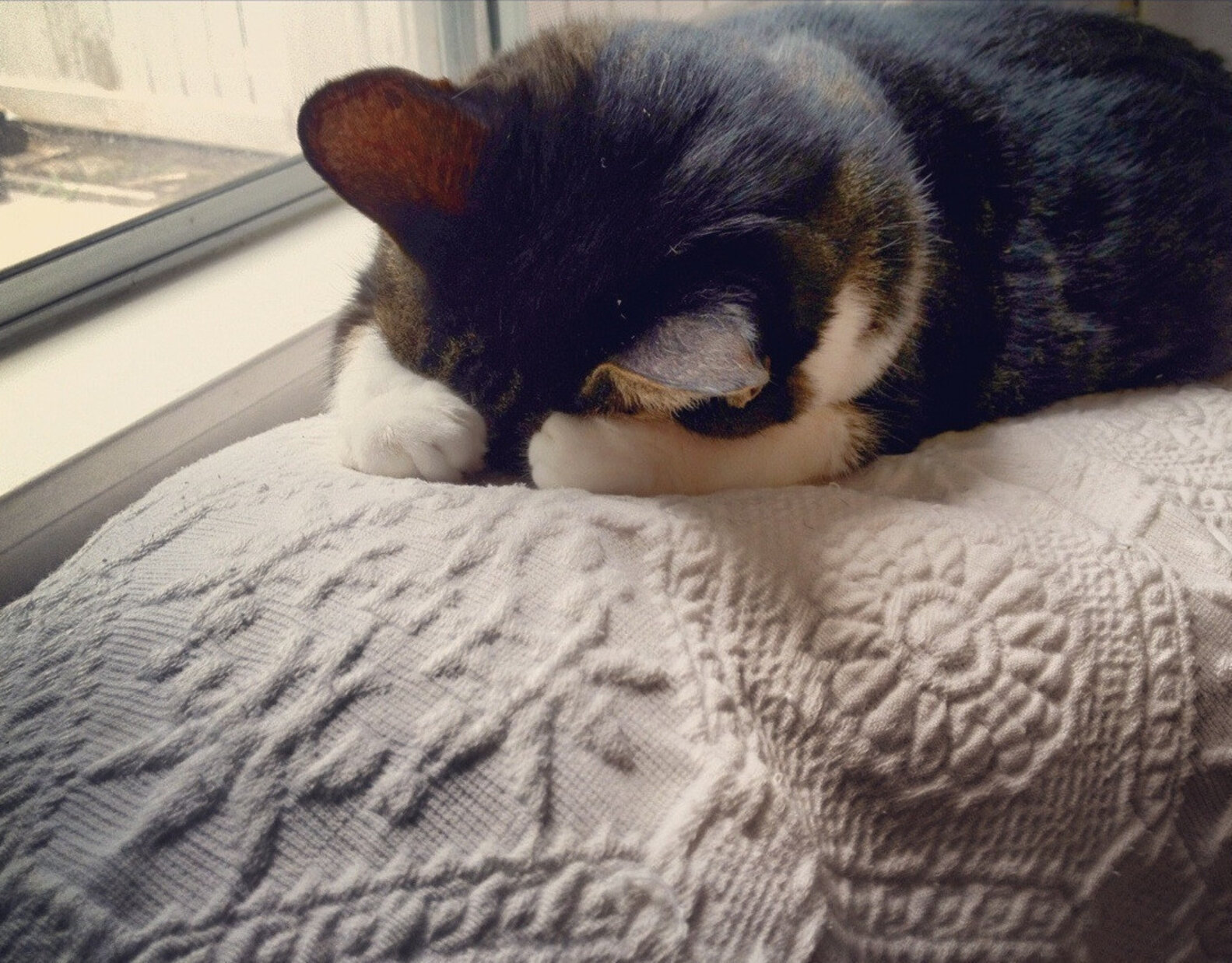 11 Very Important Cat Loaves - The Dodo