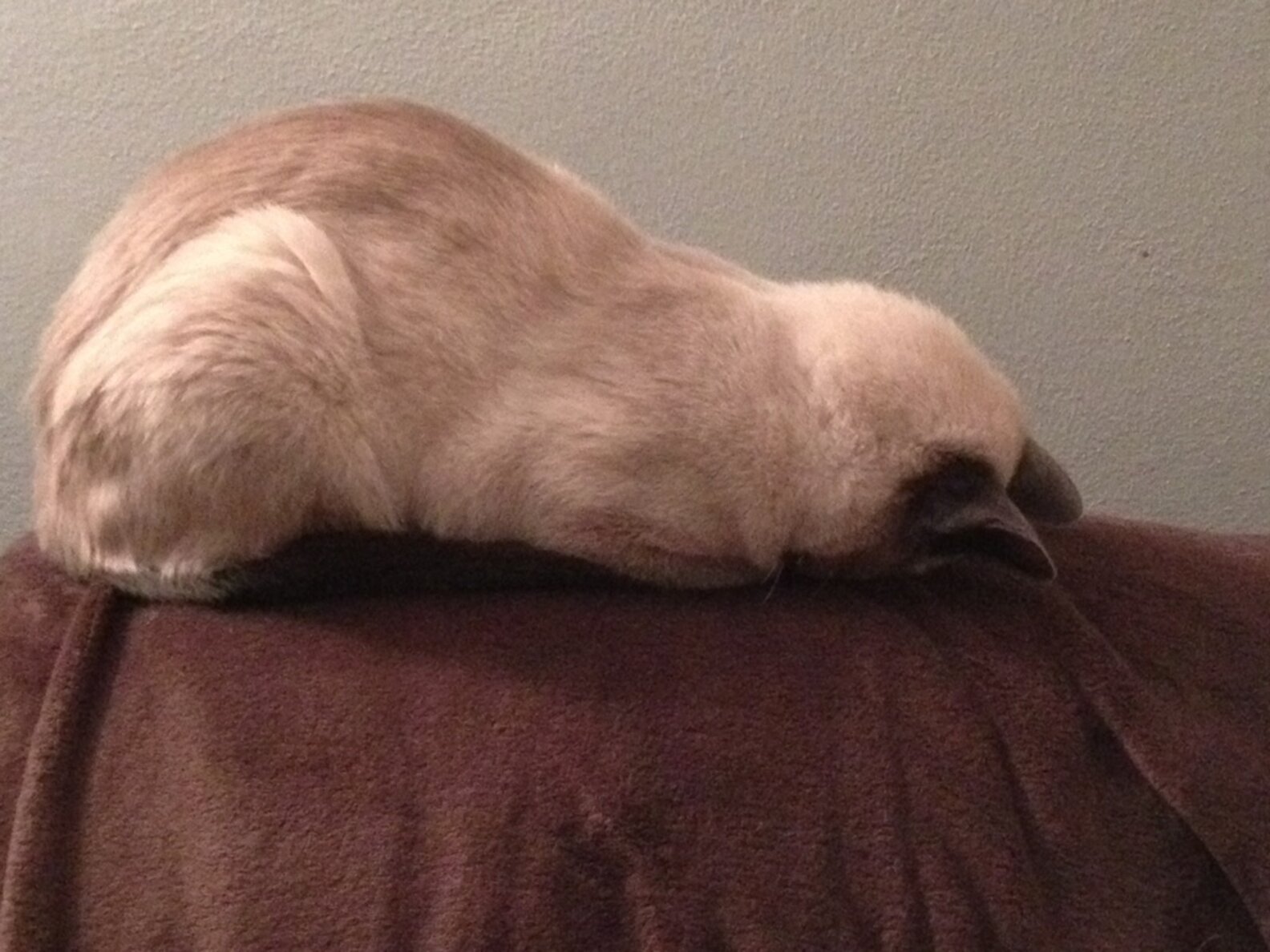 11 Very Important Cat Loaves - The Dodo