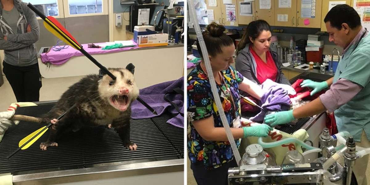 Opossum Shot With Arrows Surprises Everyone By Surviving - The Dodo