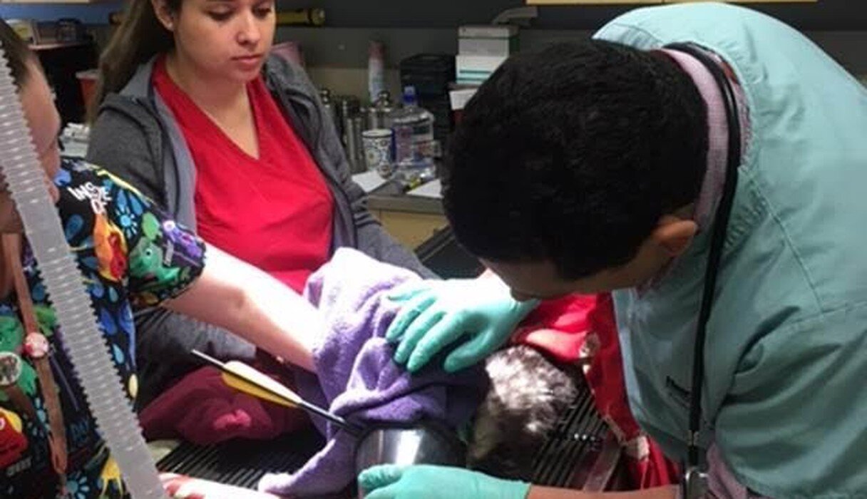 Opossum Shot With Arrows Surprises Everyone By Surviving - The Dodo