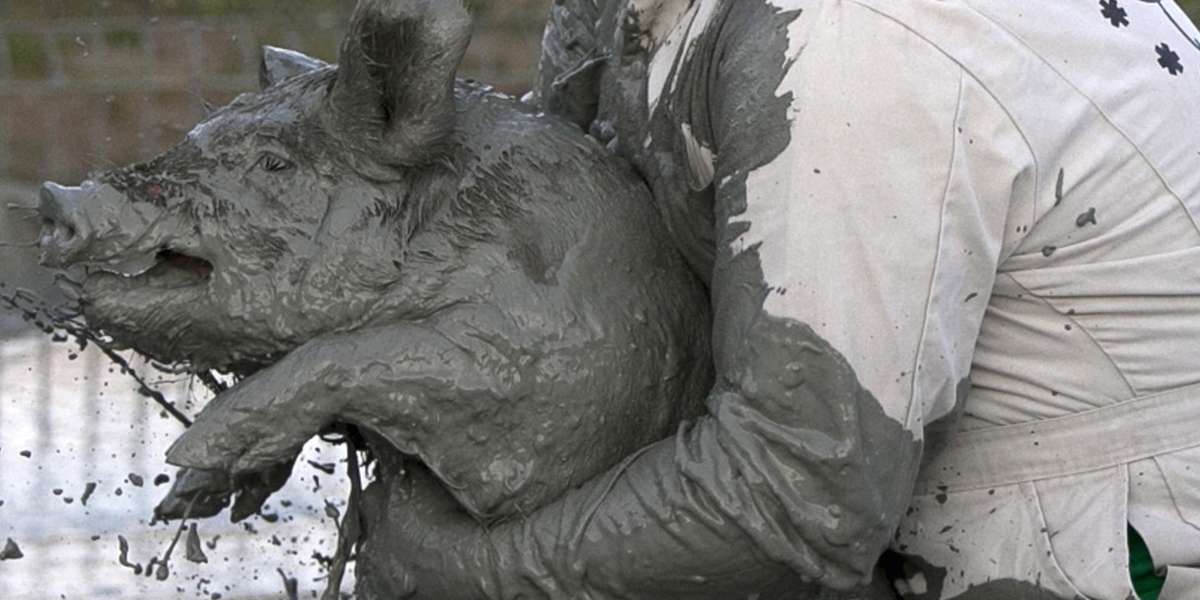 Pigs' Terrified Eyes Show What Pig Wrestling Is Really All About - The Dodo