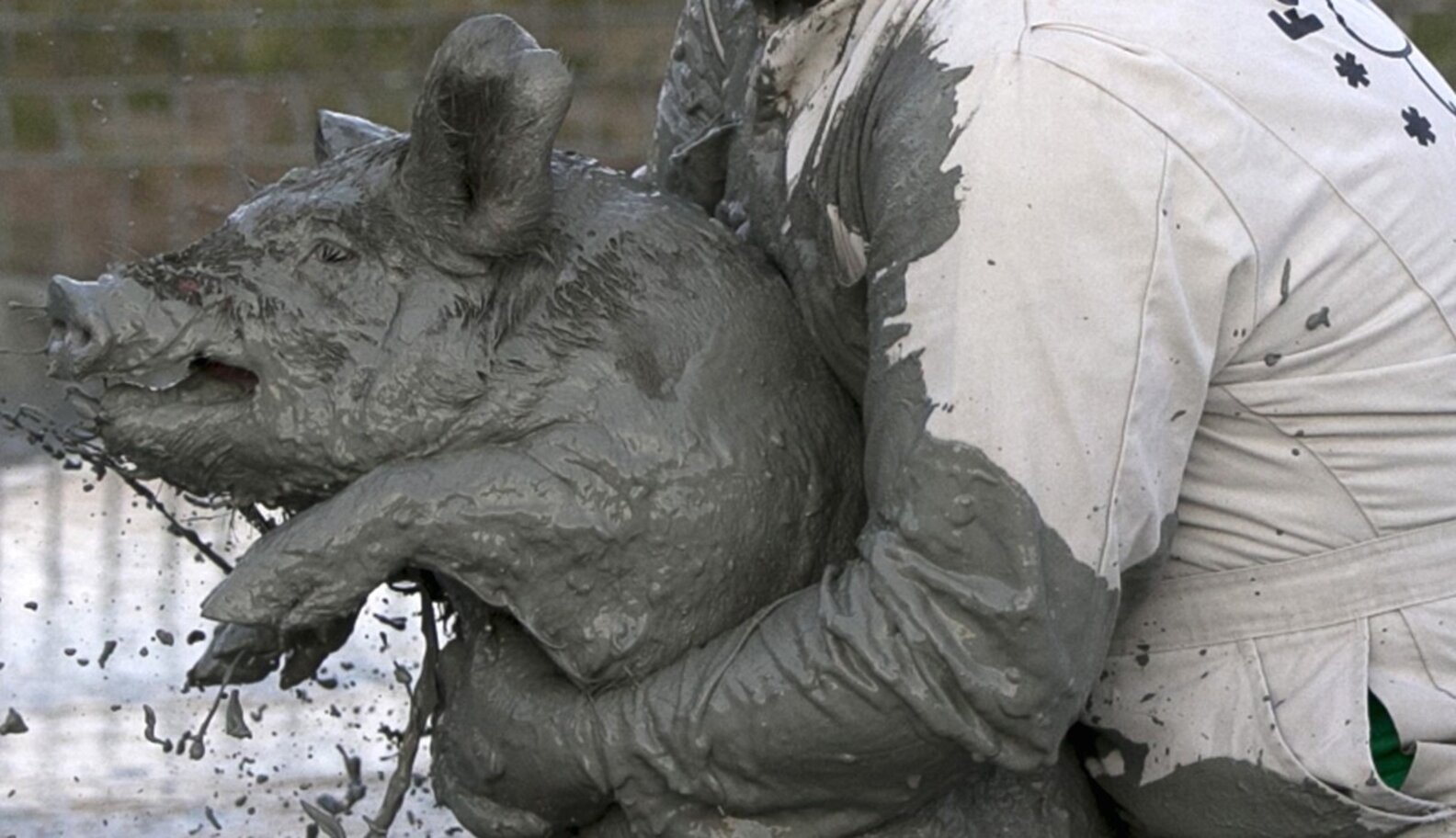 Pigs' Terrified Eyes Show What Pig Wrestling Is Really All About - The Dodo