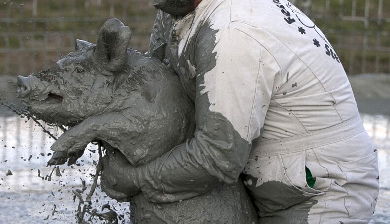 Pigs' Terrified Eyes Show What Pig Wrestling Is Really All About - The Dodo