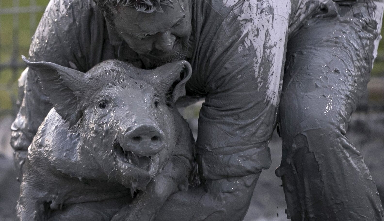 Pigs' Terrified Eyes Show What Pig Wrestling Is Really All About - The Dodo