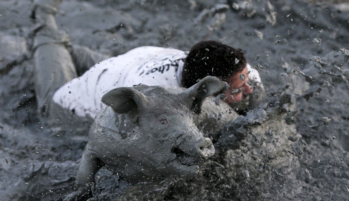 Pigs' Terrified Eyes Show What Pig Wrestling Is Really All About - The Dodo