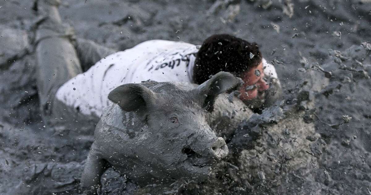 Pigs' Terrified Eyes Show What Pig Wrestling Is Really All About - The Dodo