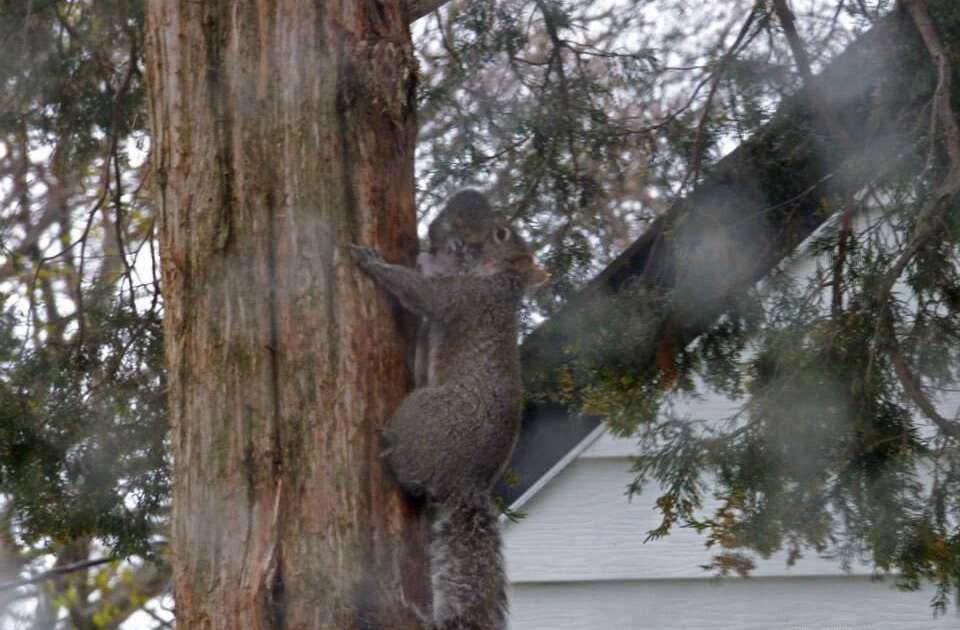 Baby Squirrel Falls From Nest, Loving Mother's Got Him Covered - The Dodo