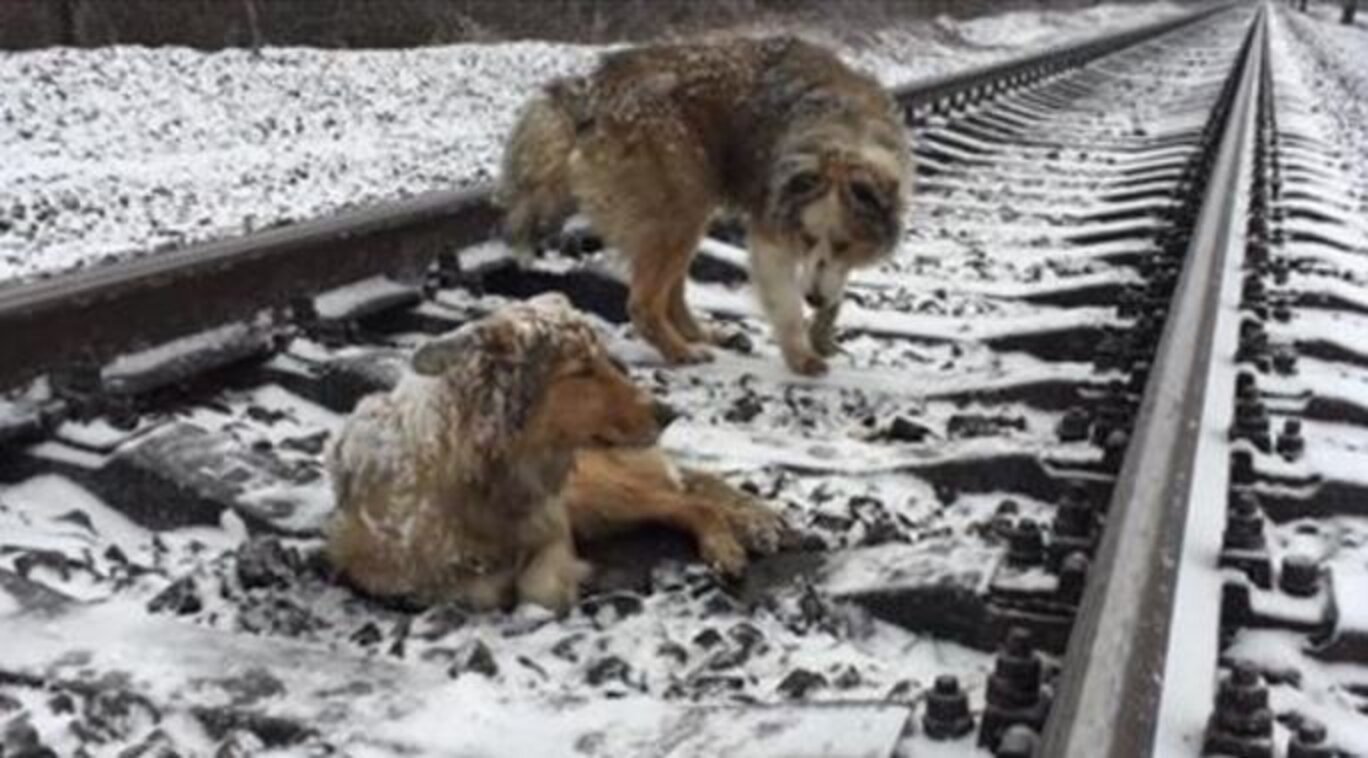 Dog Run Over By Train Is Saved By Her Friend - The Dodo