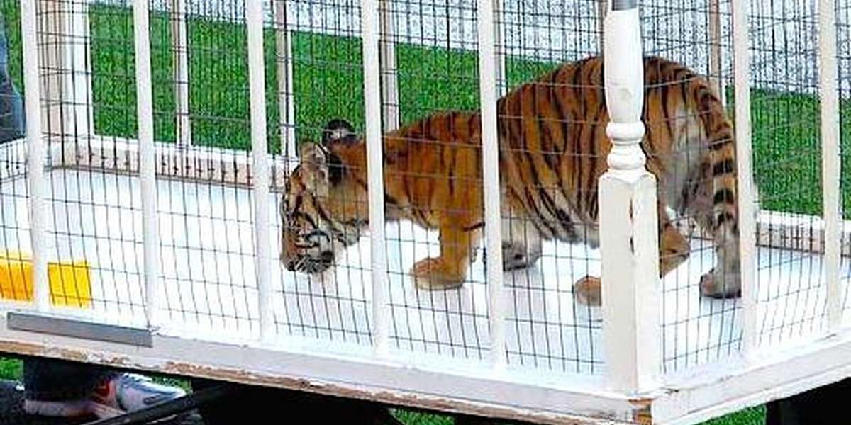 New Baby Tiger Unveiled To Screaming Stadium Despite Protests - The Dodo