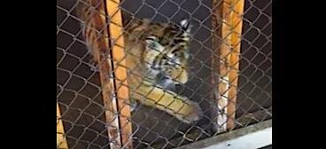 New Baby Tiger Unveiled To Screaming Stadium Despite Protests - The Dodo