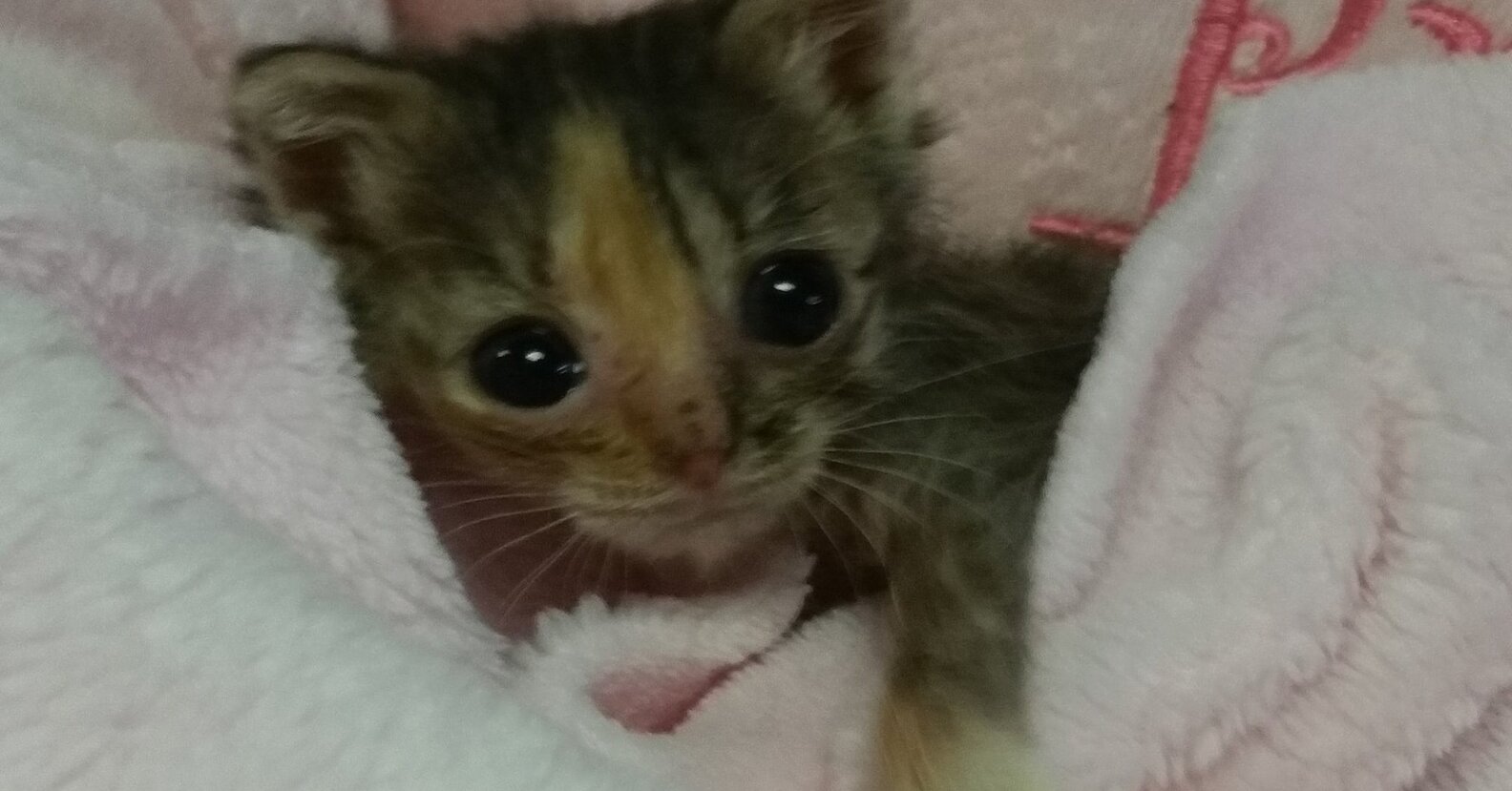 Rescue Kitten Is Half The Size Of A Normal Cat - The Dodo