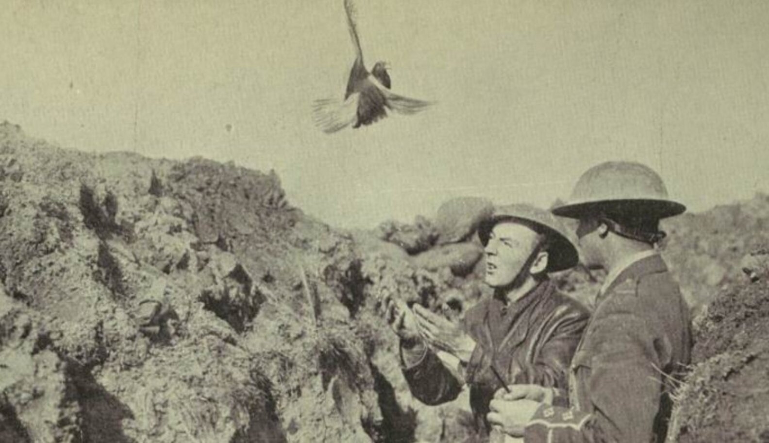 In 1918, A Pigeon Saved The Lives Of 194 American Soldiers - The Dodo