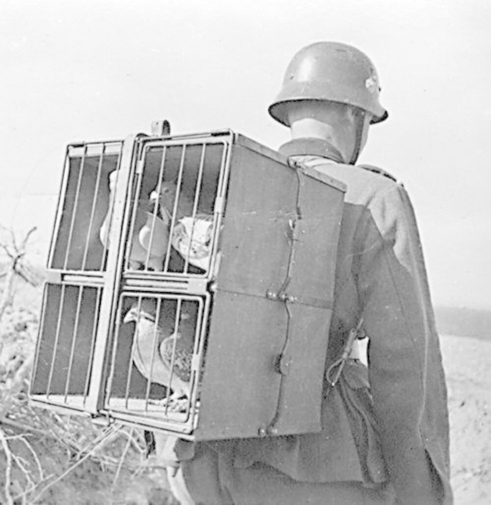 In 1918, A Pigeon Saved The Lives Of 194 American Soldiers - The Dodo