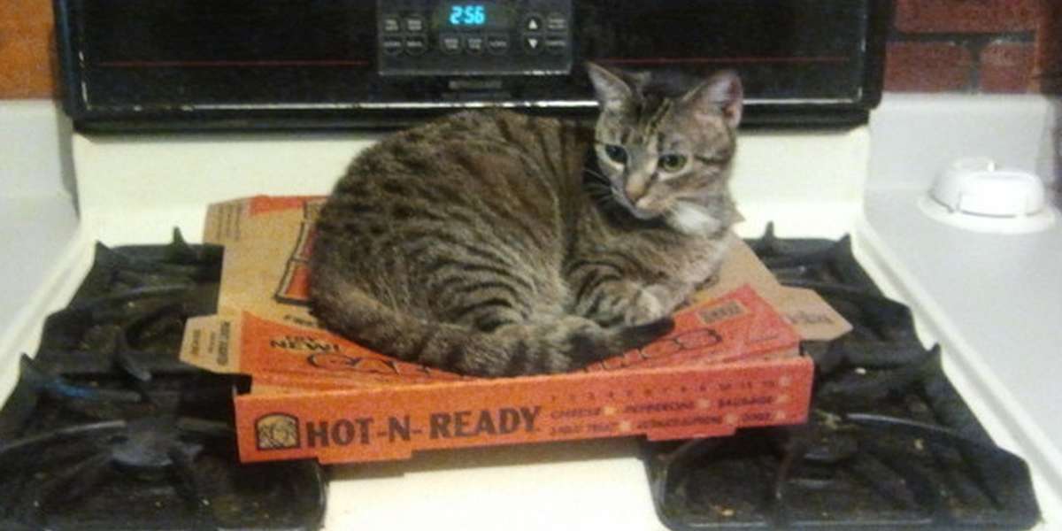 10 Cats Who Are Commandeering Your Pizza - The Dodo
