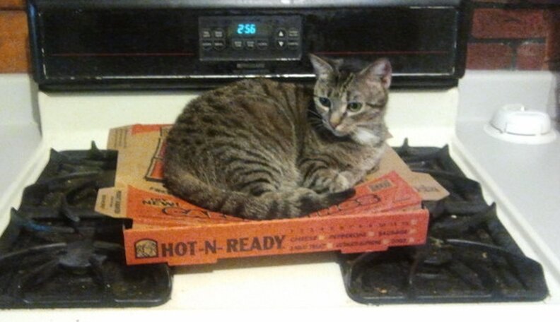 10 Cats Who Are Commandeering Your Pizza - The Dodo